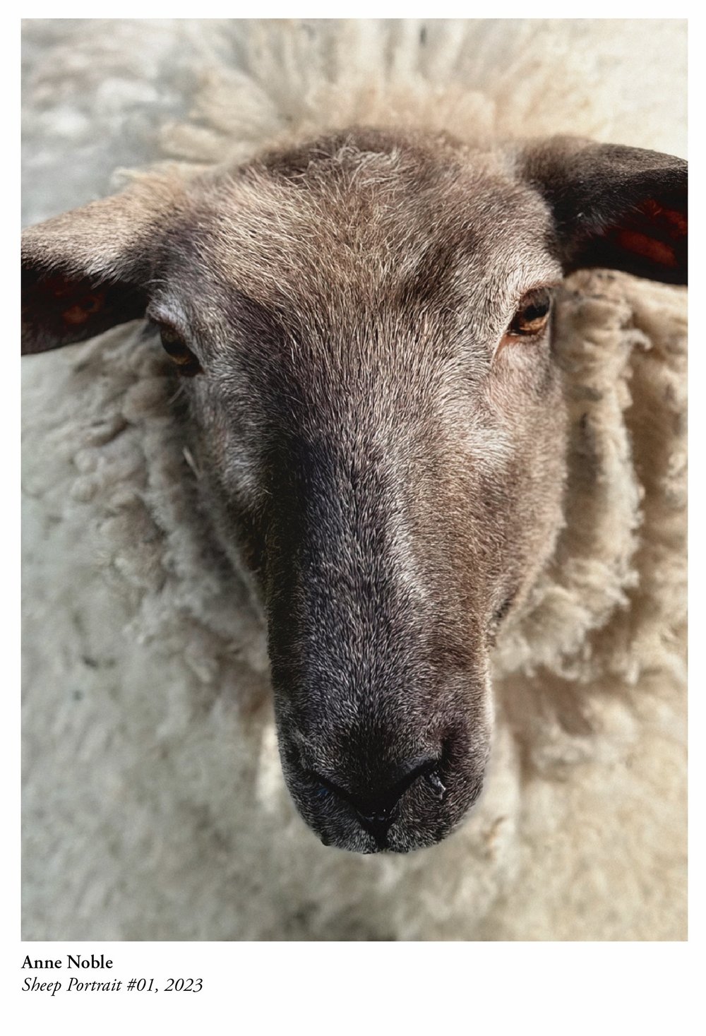 Wool Revolution — LIZ MITCHELL