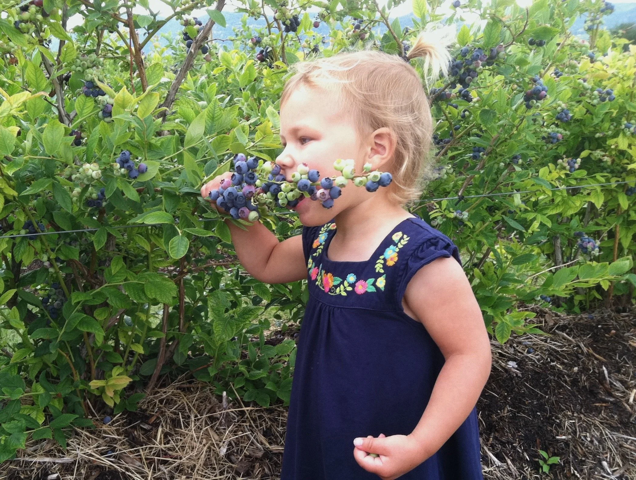 Top 5 Kid-Friendly Lake Chelan Summer Activities — Guy Evans Lake ...