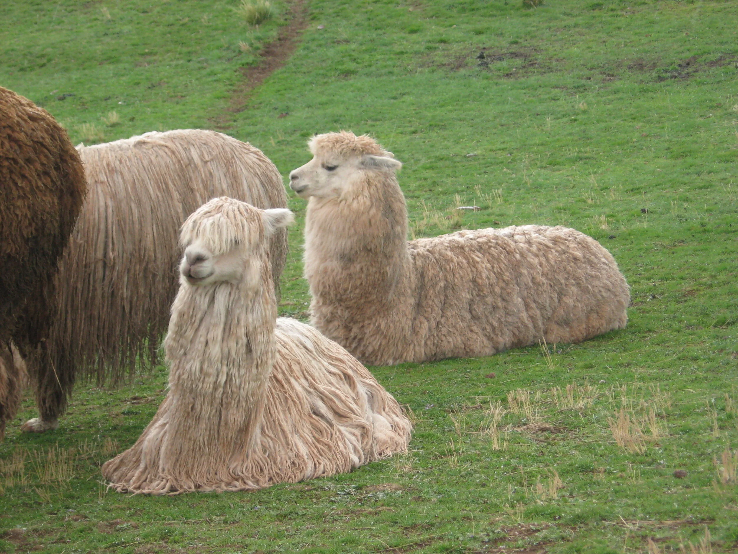 Small Ruminants - Goats, Sheep and Camelids — At Home Veterinary Services