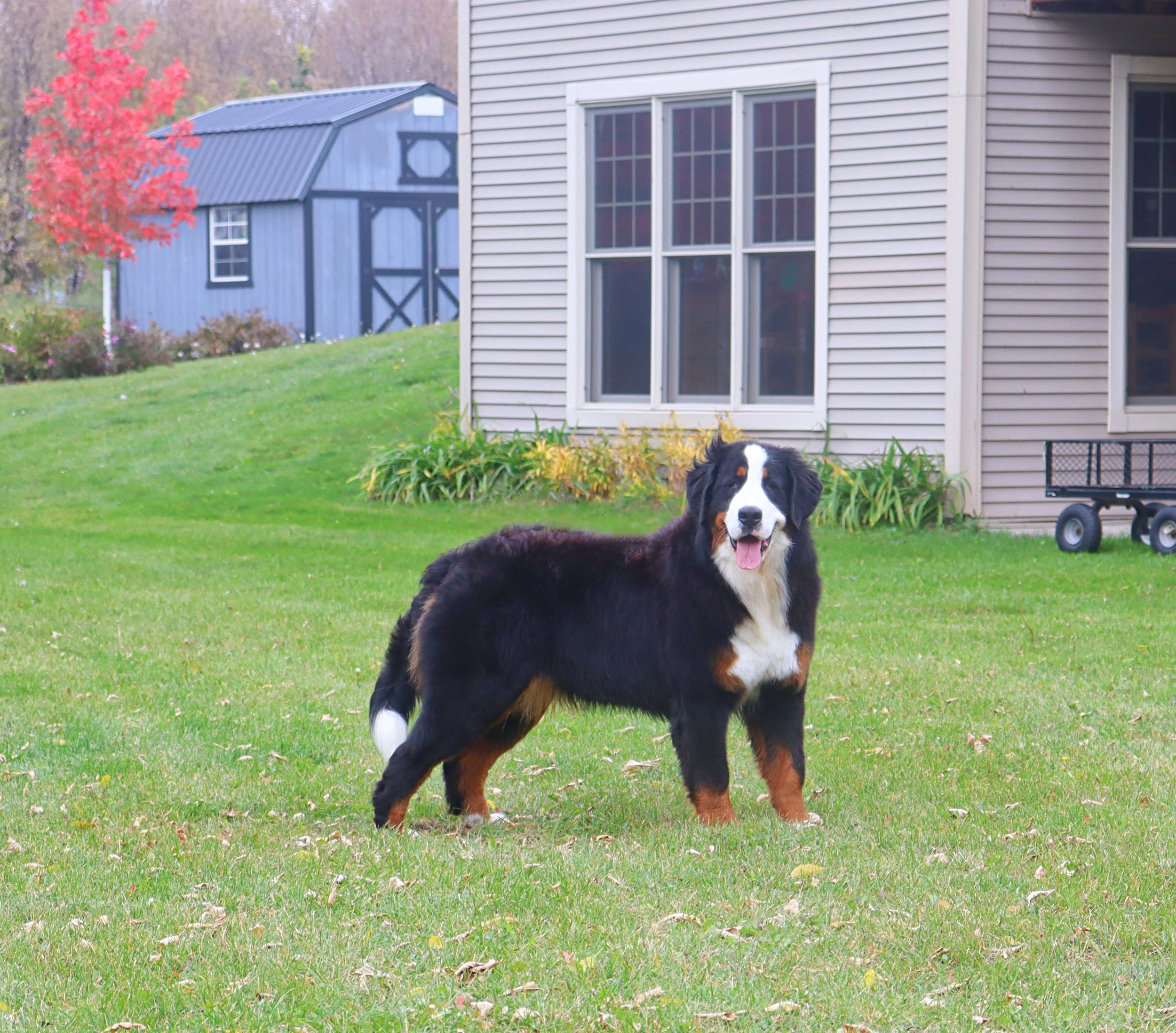 General 2 — Northstar's Kennel Bernese Mountain Dogs LLC