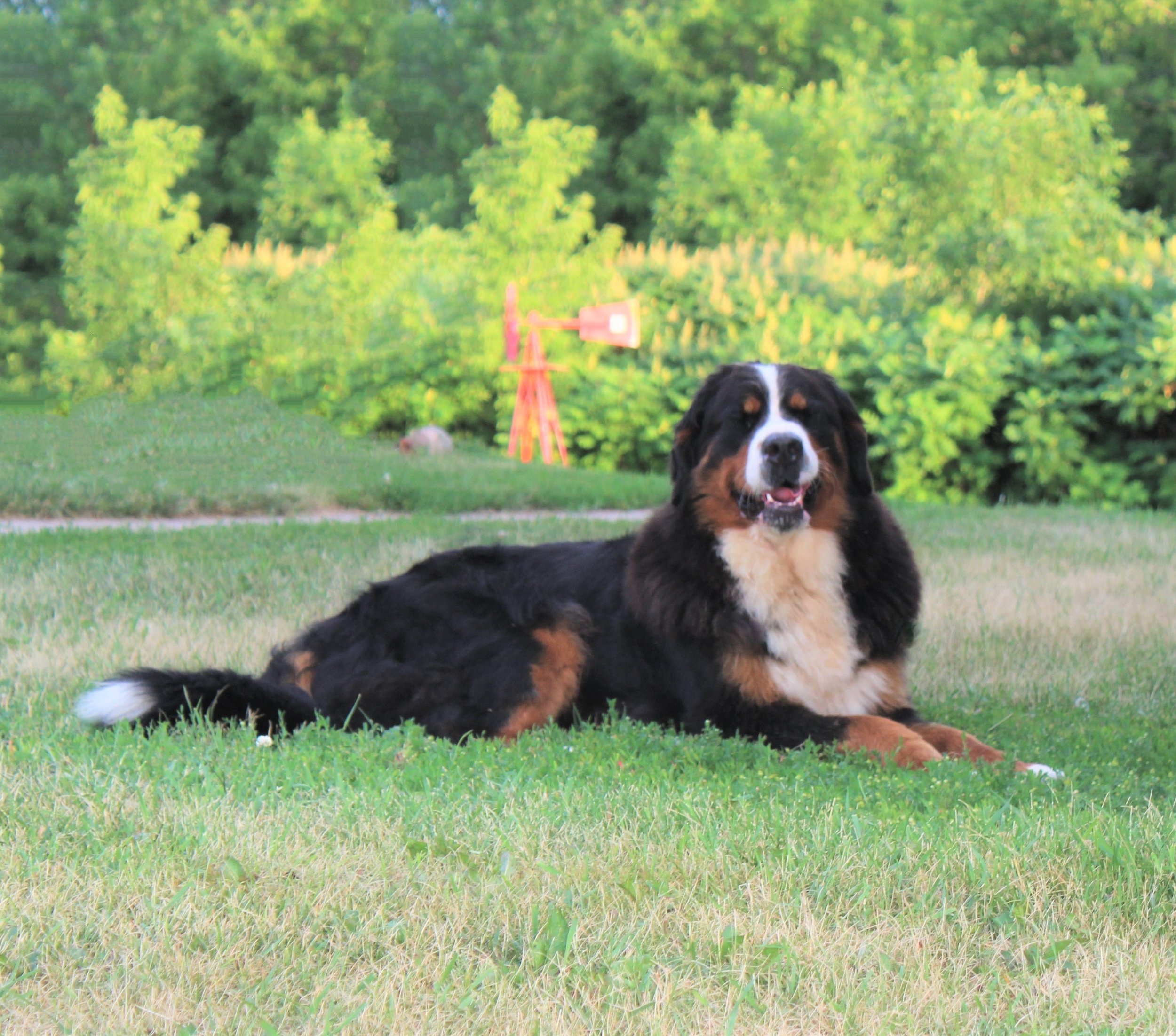 General 2 — Northstar's Kennel Bernese Mountain Dogs LLC