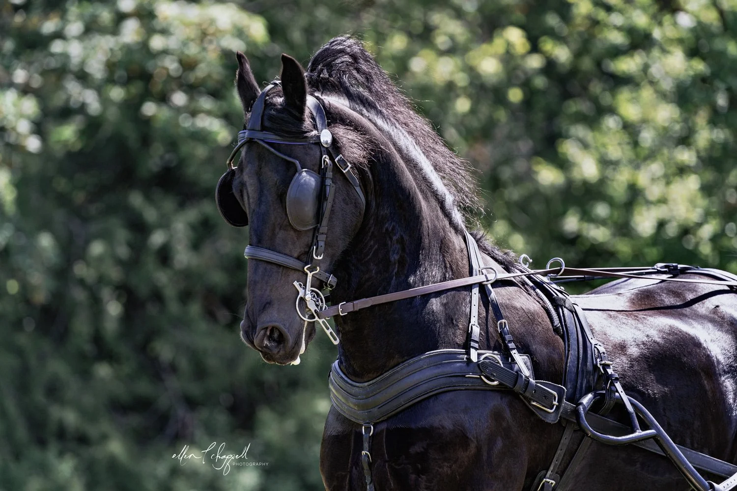 Equine Performance & Conformation Gallery — Home