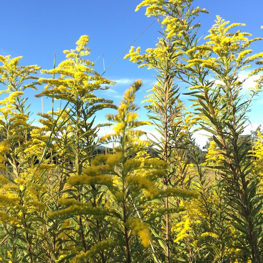 Natural Dyeing with Golden Rod flowers — petalplum