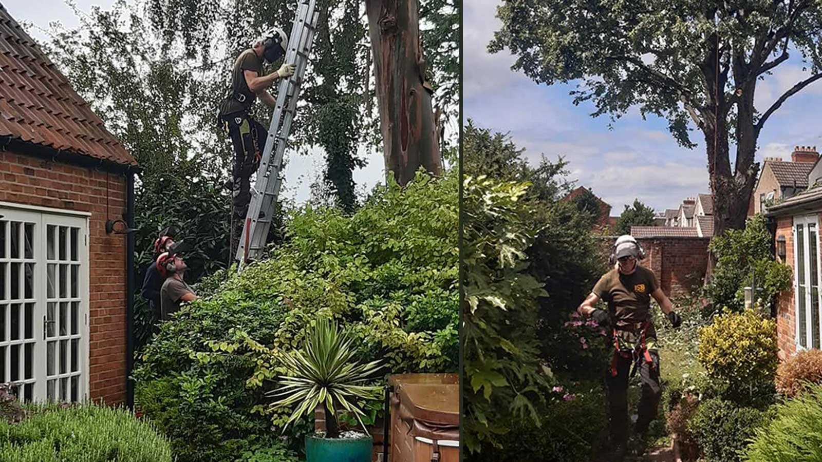 Residential — THE TREE TEAM