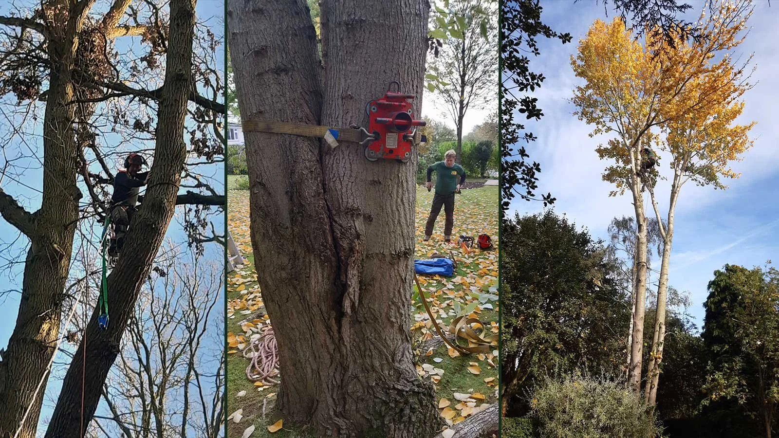 Residential — THE TREE TEAM