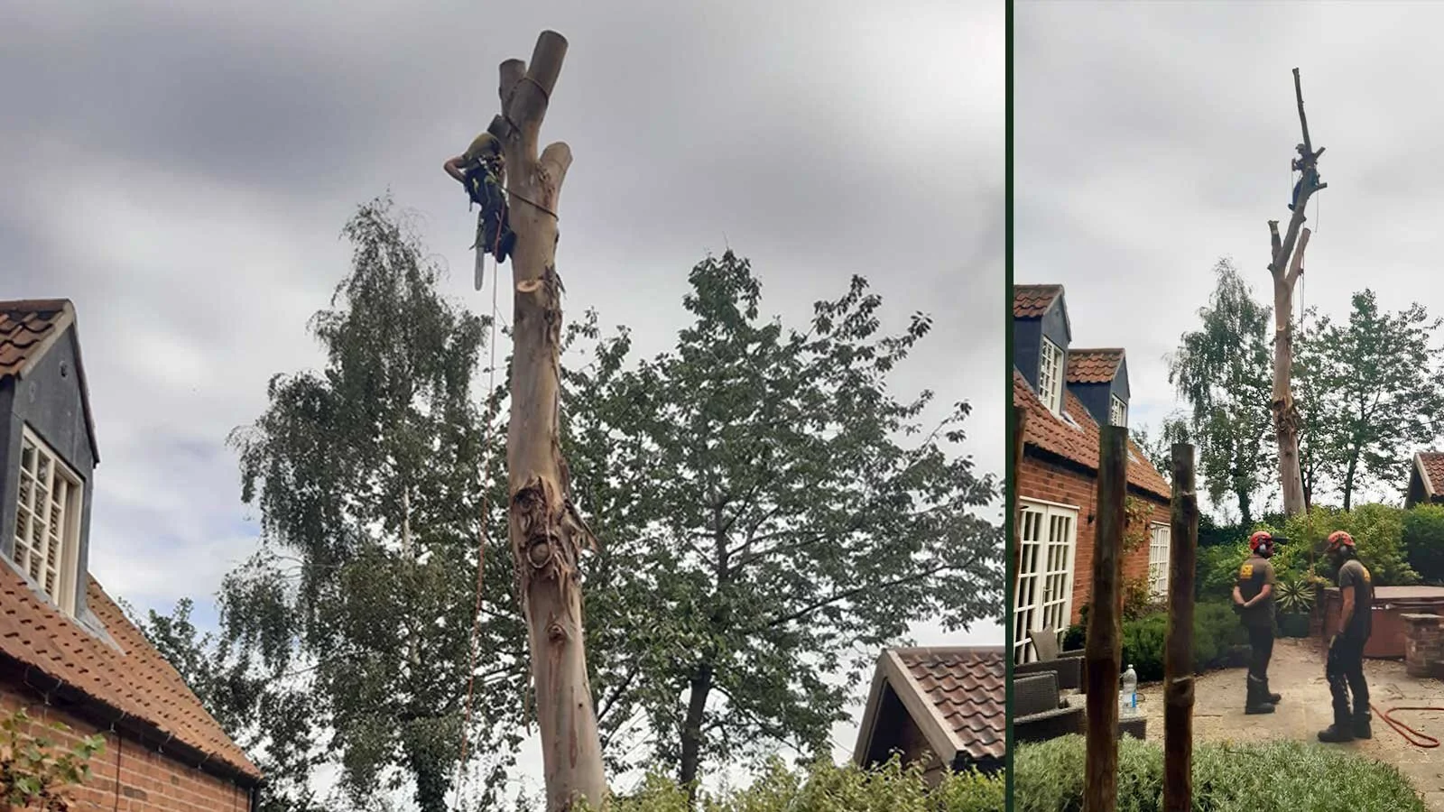 Residential — THE TREE TEAM