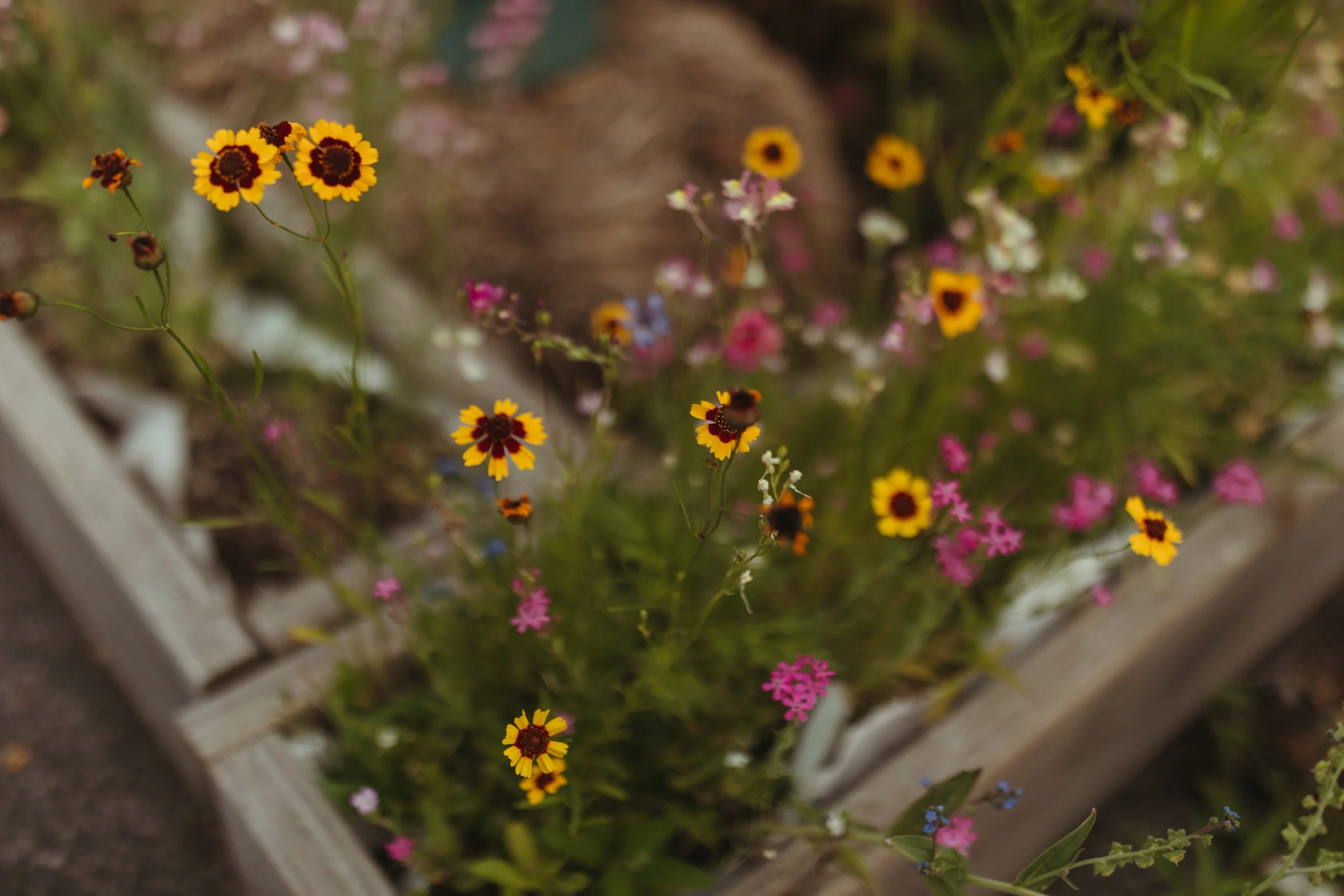 Firefly Coffee House