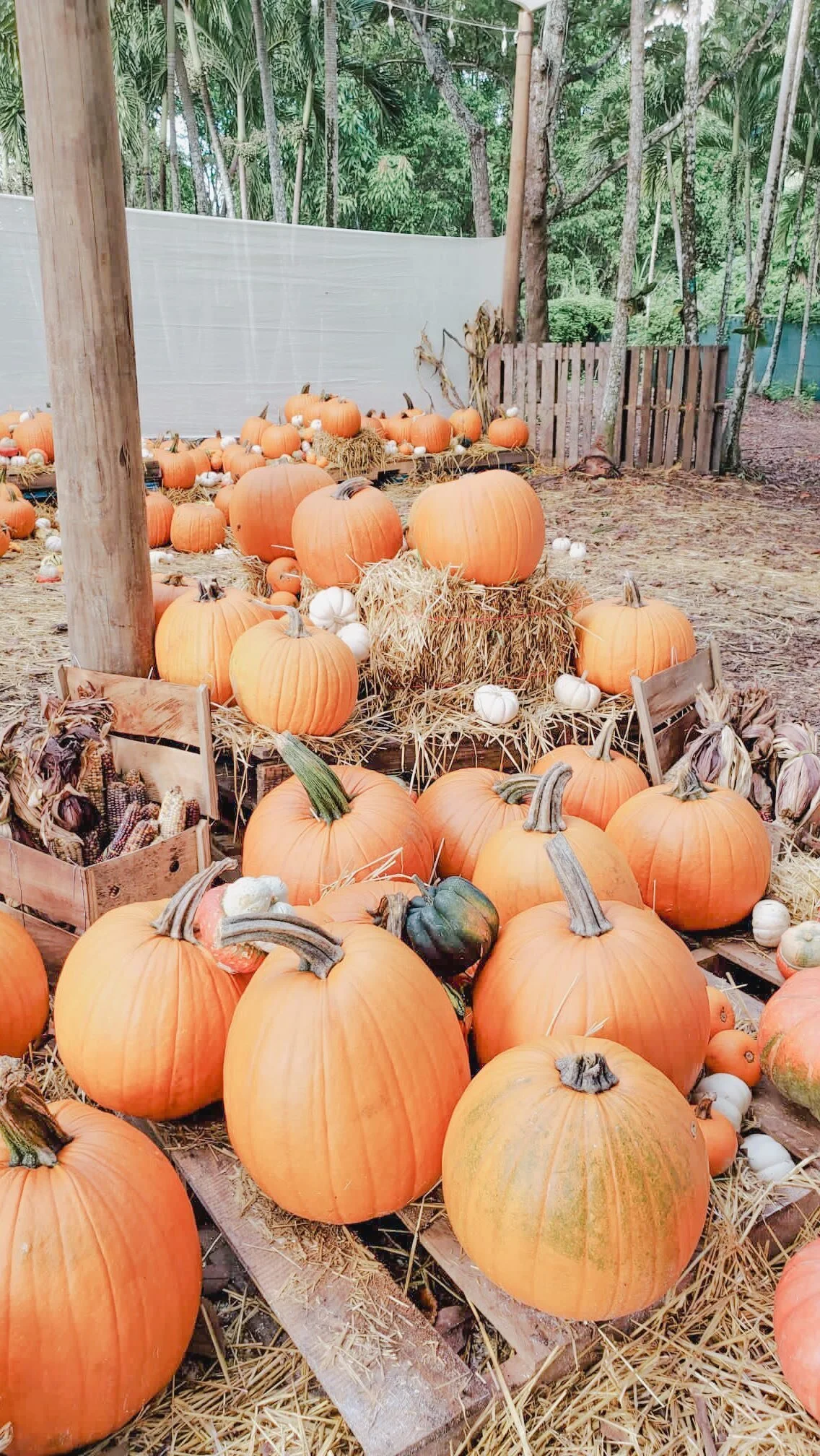 Tinez Farms | Miami, Fl