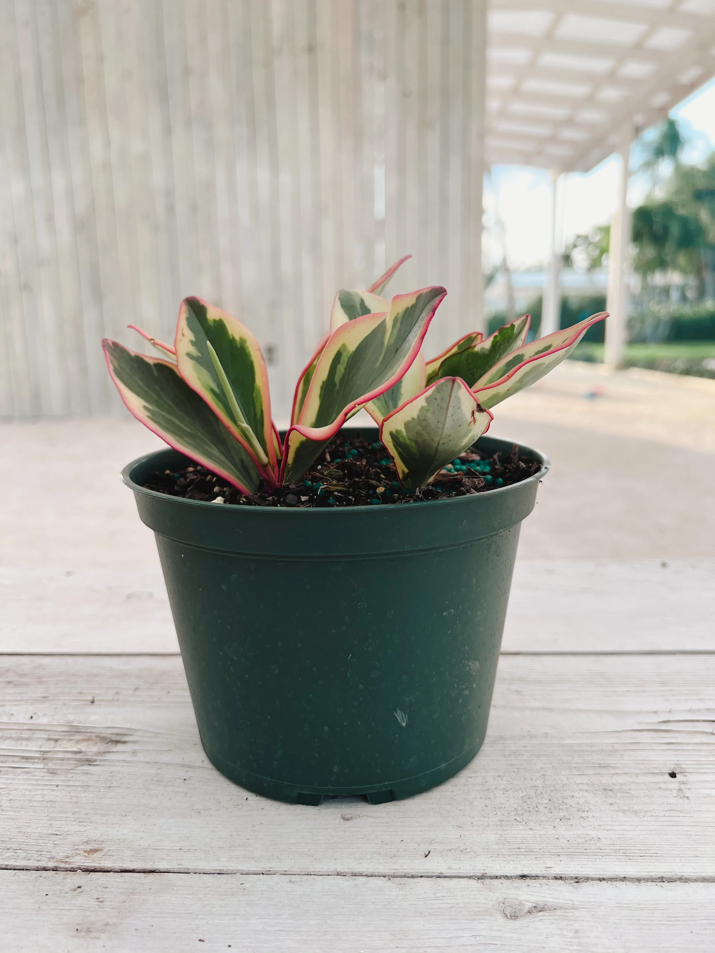 Tinez Farms | Miami, Fl