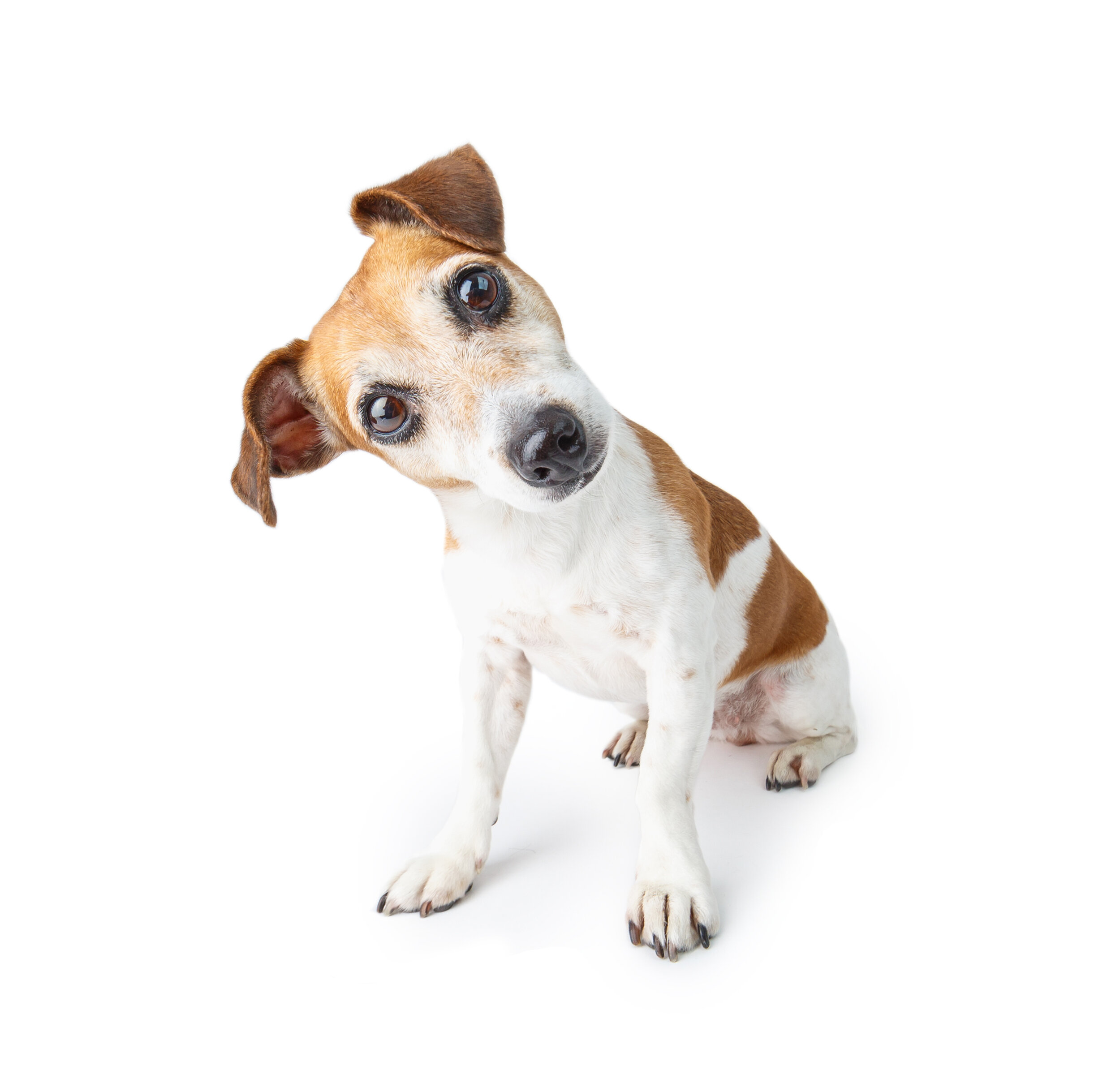 Carnivore Kelly's - Ireland's Premium Raw Dog Food Supplier
