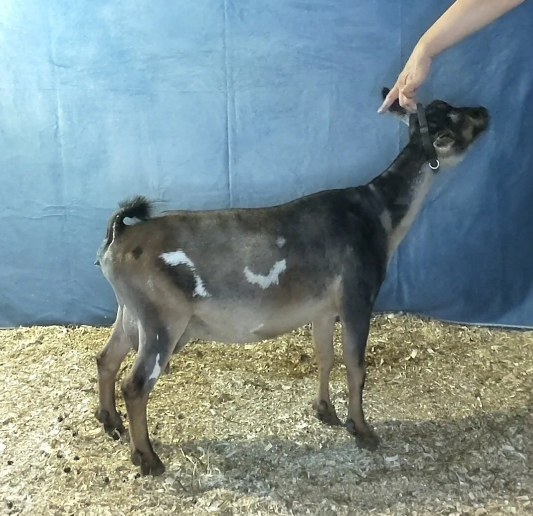 Senior Does — Russian Ridge Farm