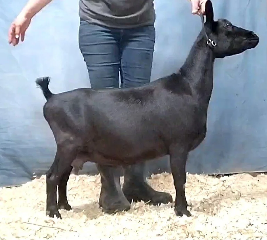 Senior Does — Russian Ridge Farm