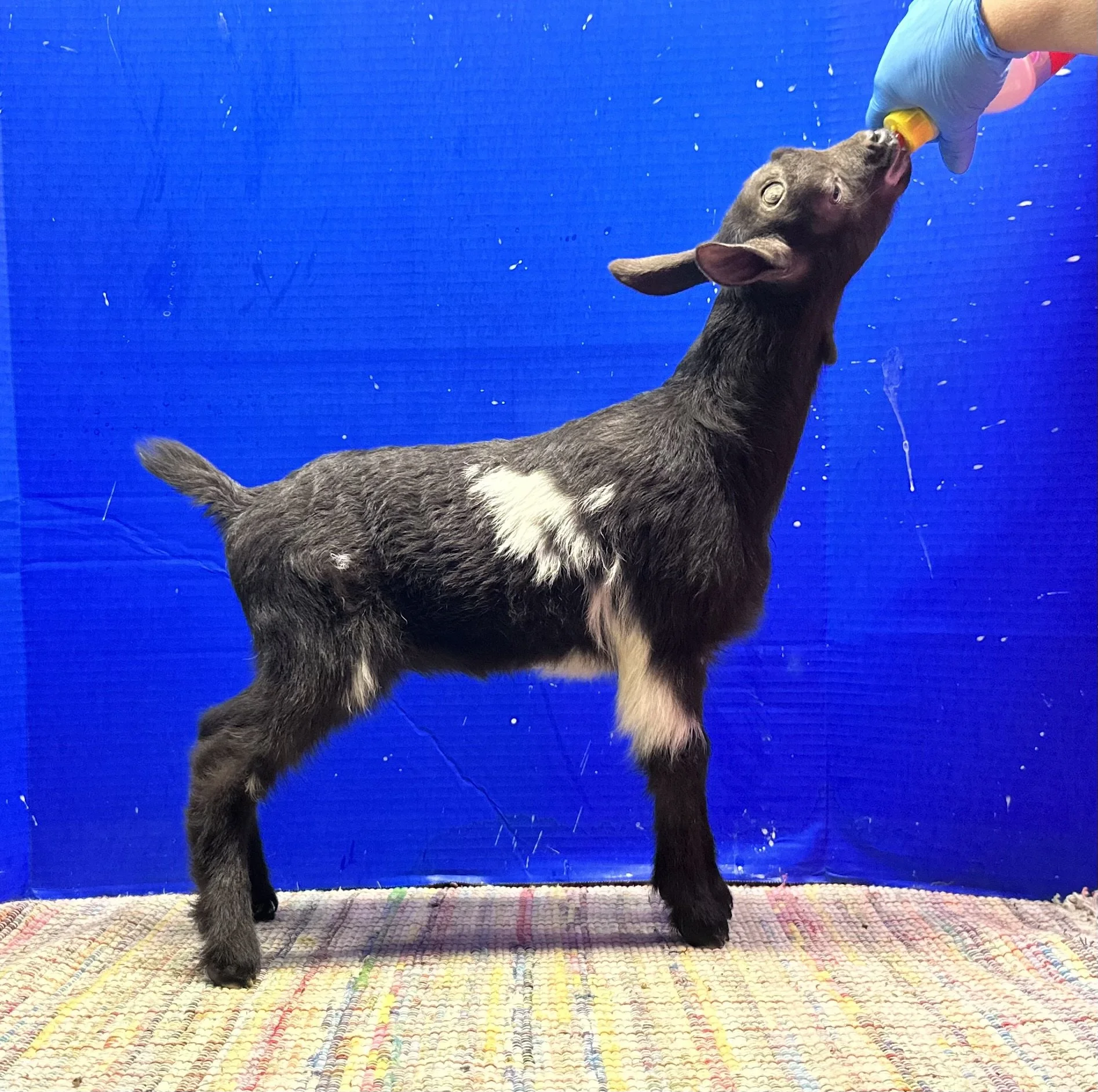 For Sale — Russian Ridge Farm