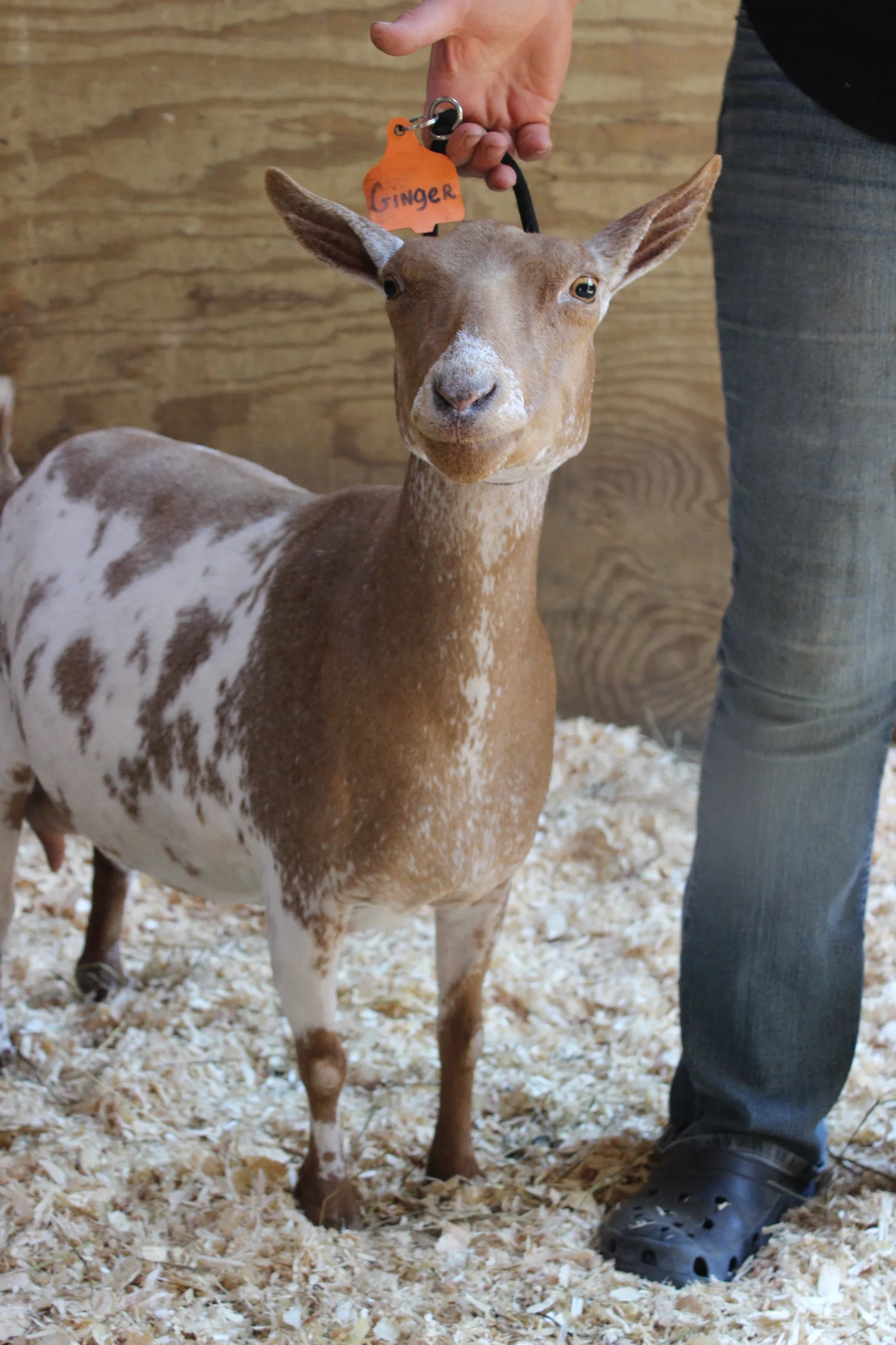 Senior Does — Russian Ridge Farm