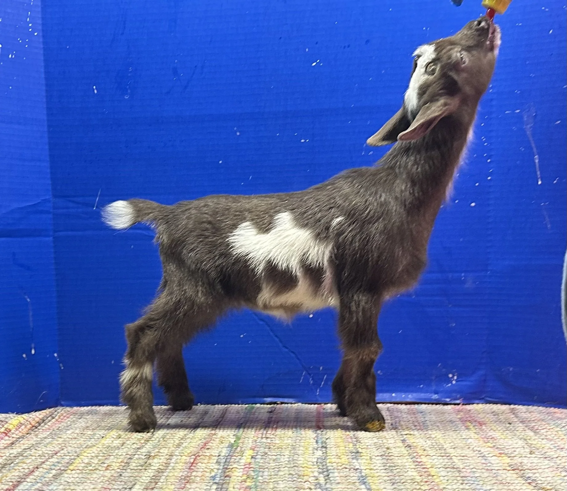 For Sale — Russian Ridge Farm