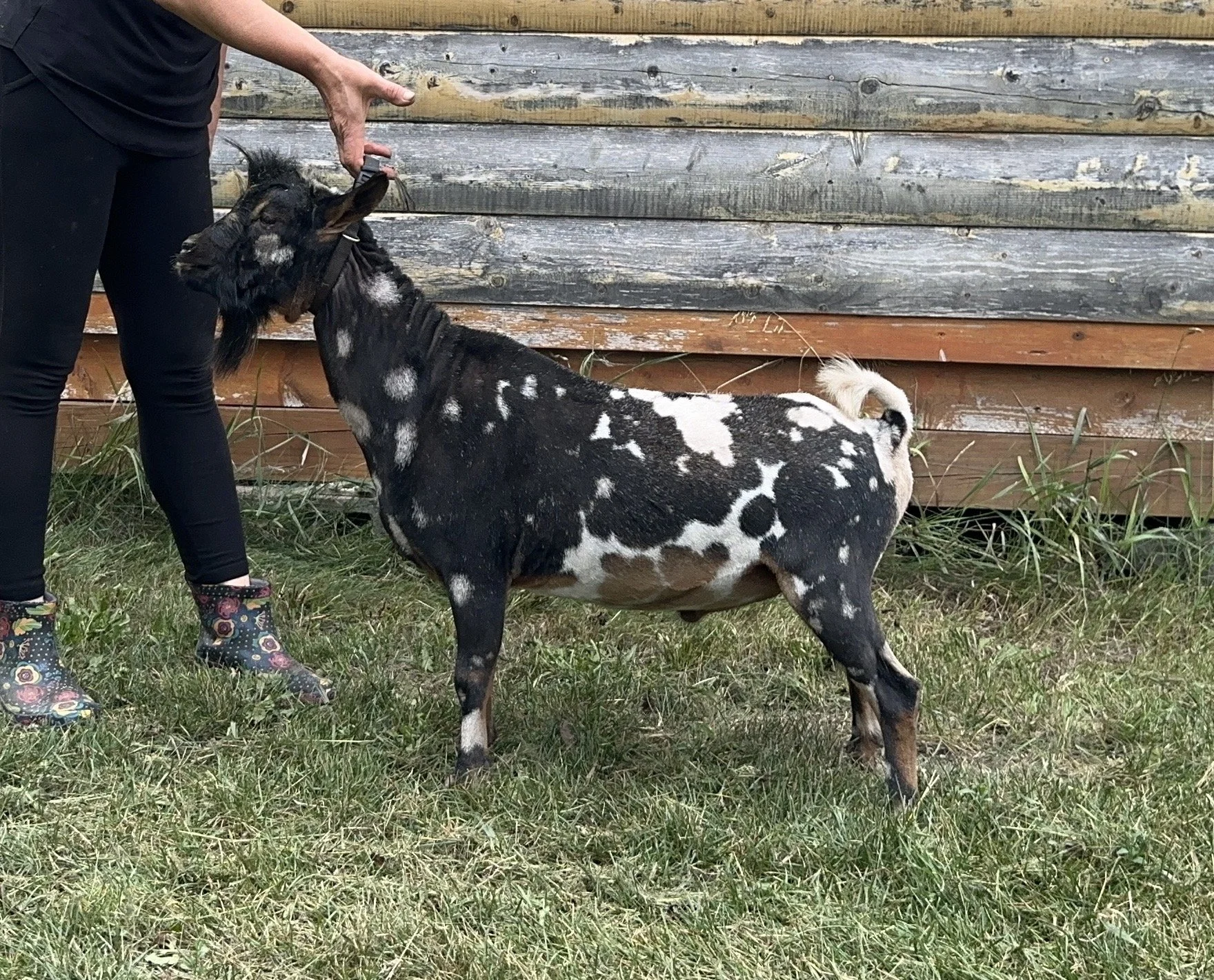 Herd Sires — Russian Ridge Farm