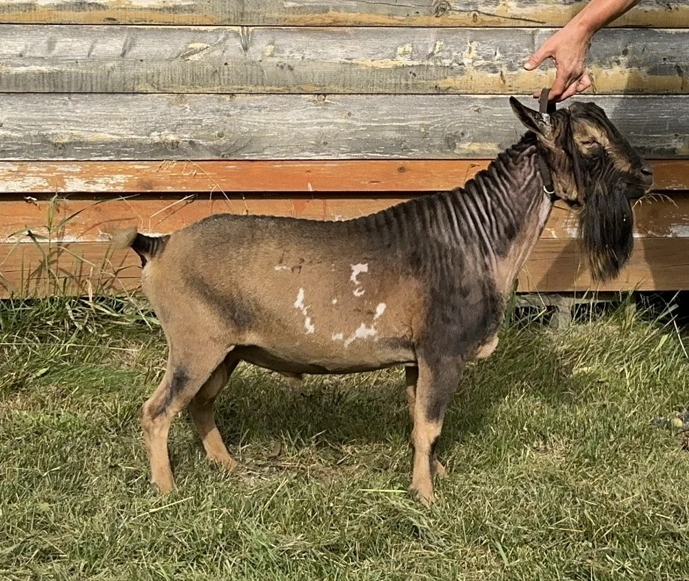 Herd Sires — Russian Ridge Farm