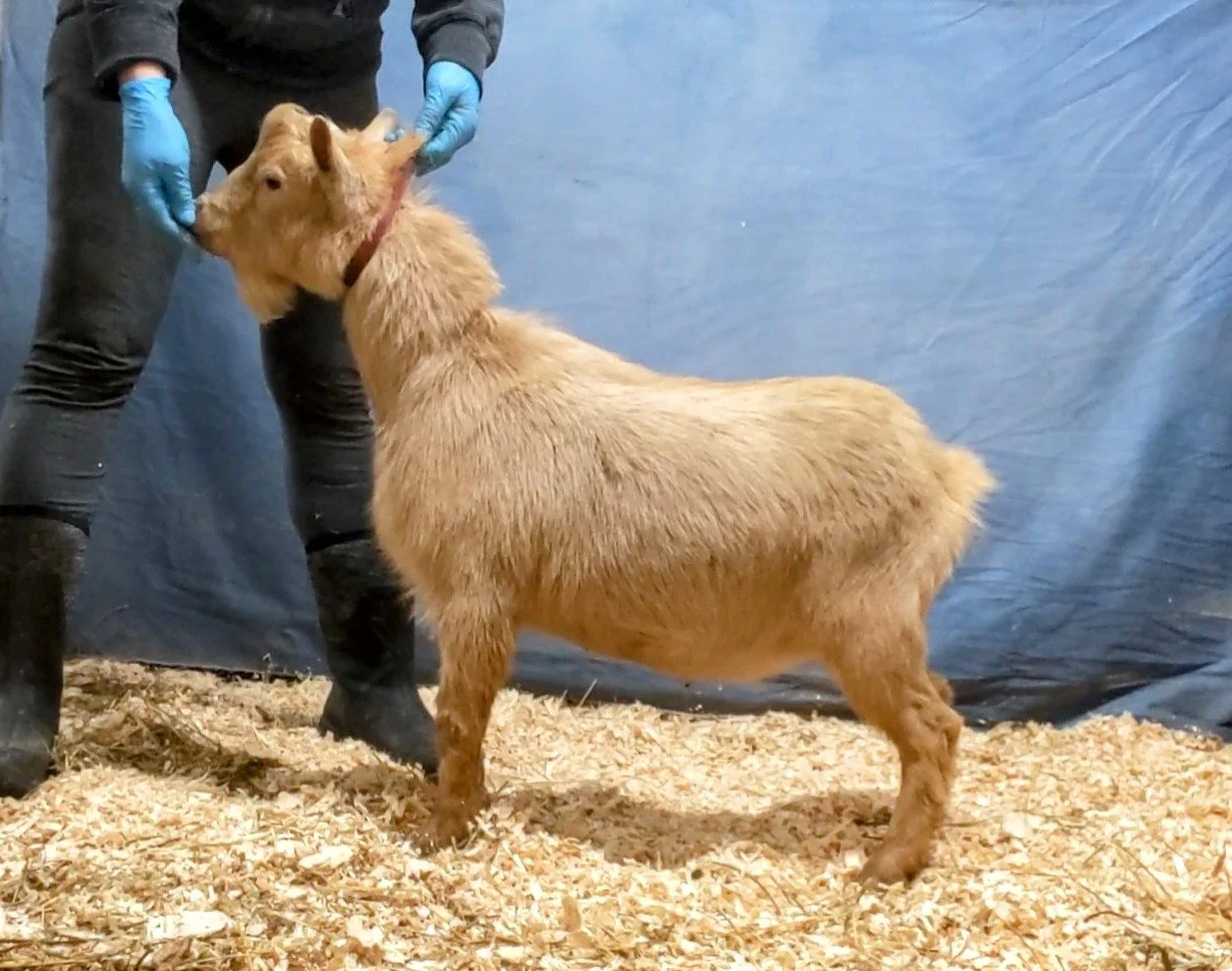 Herd Sires — Russian Ridge Farm