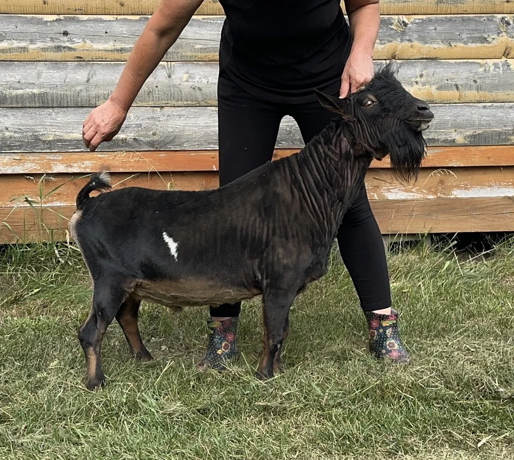 Herd Sires — Russian Ridge Farm