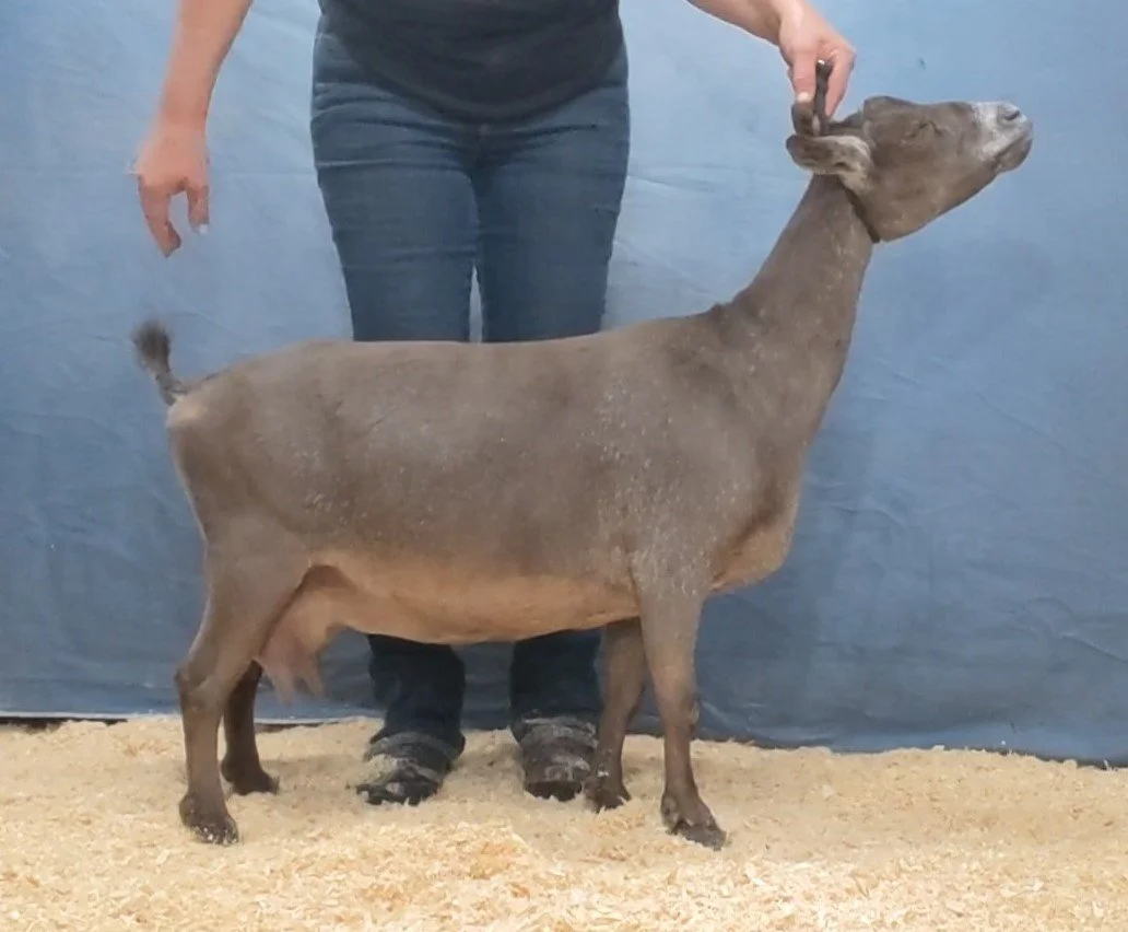 Senior Does — Russian Ridge Farm