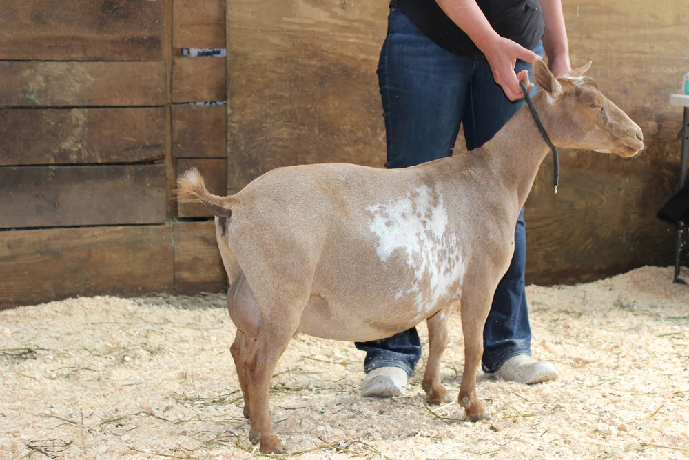 Senior Does — Russian Ridge Farm