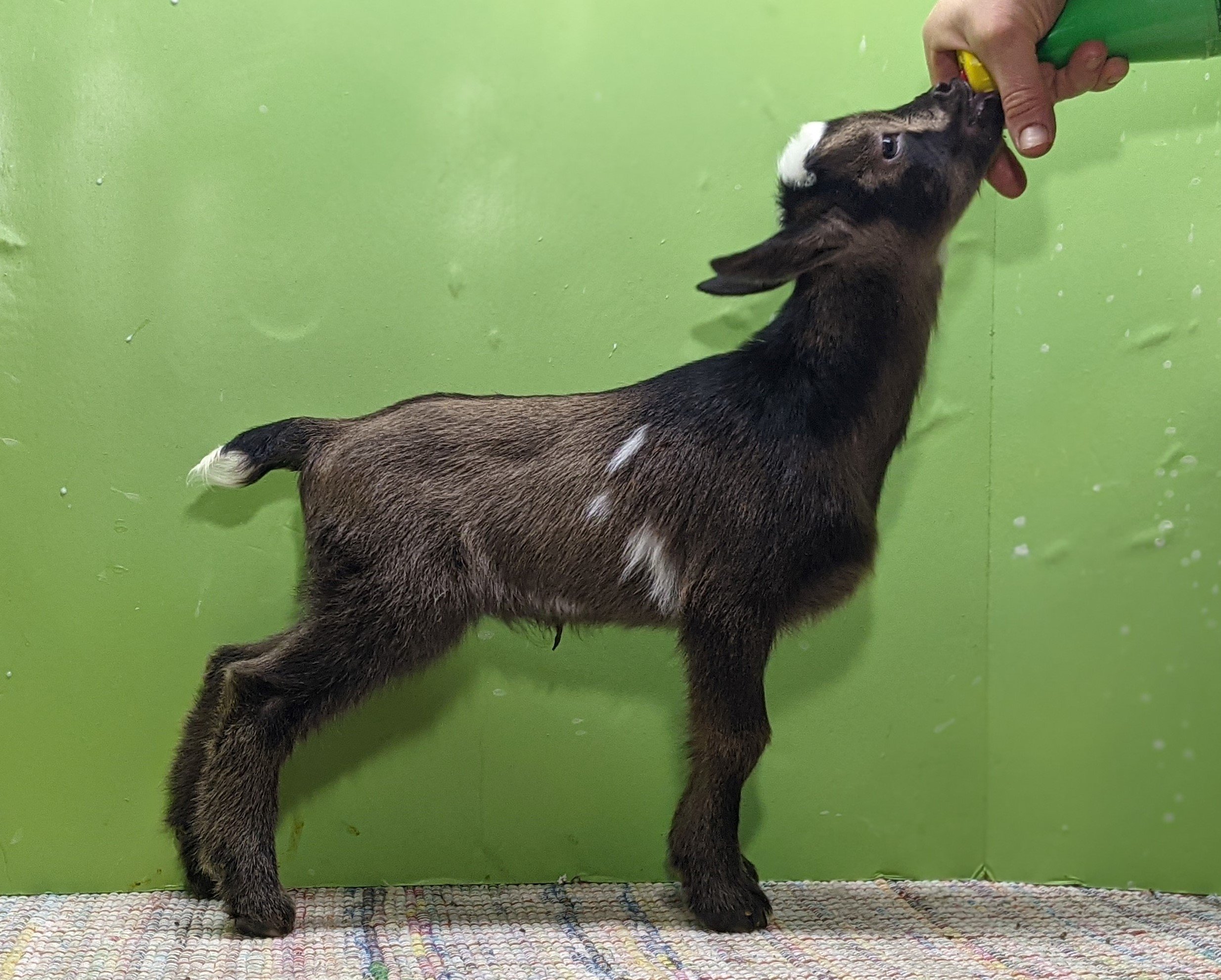 For Sale — Russian Ridge Farm