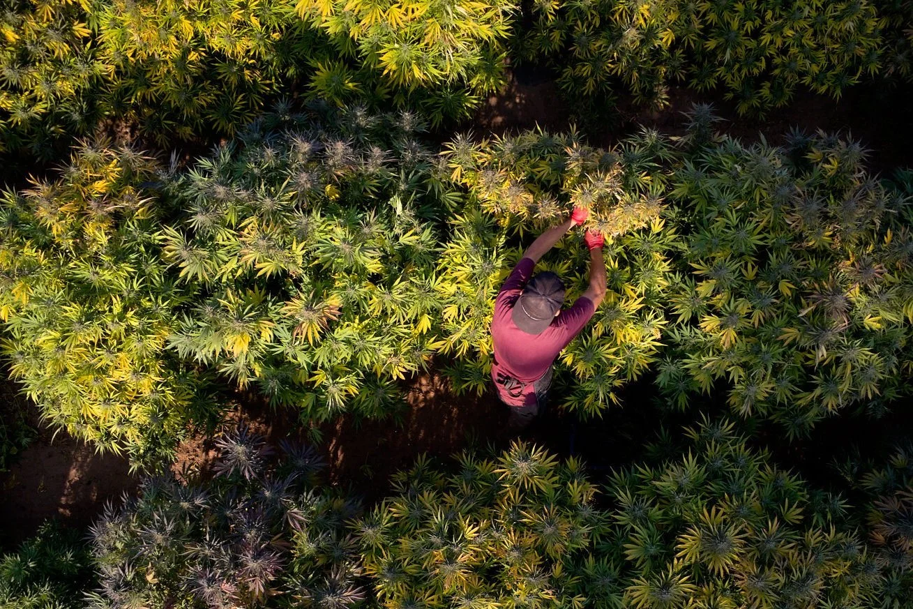 About Us | Family-Owned CBD Hemp Farm in Central Oregon — ARROWLEAF