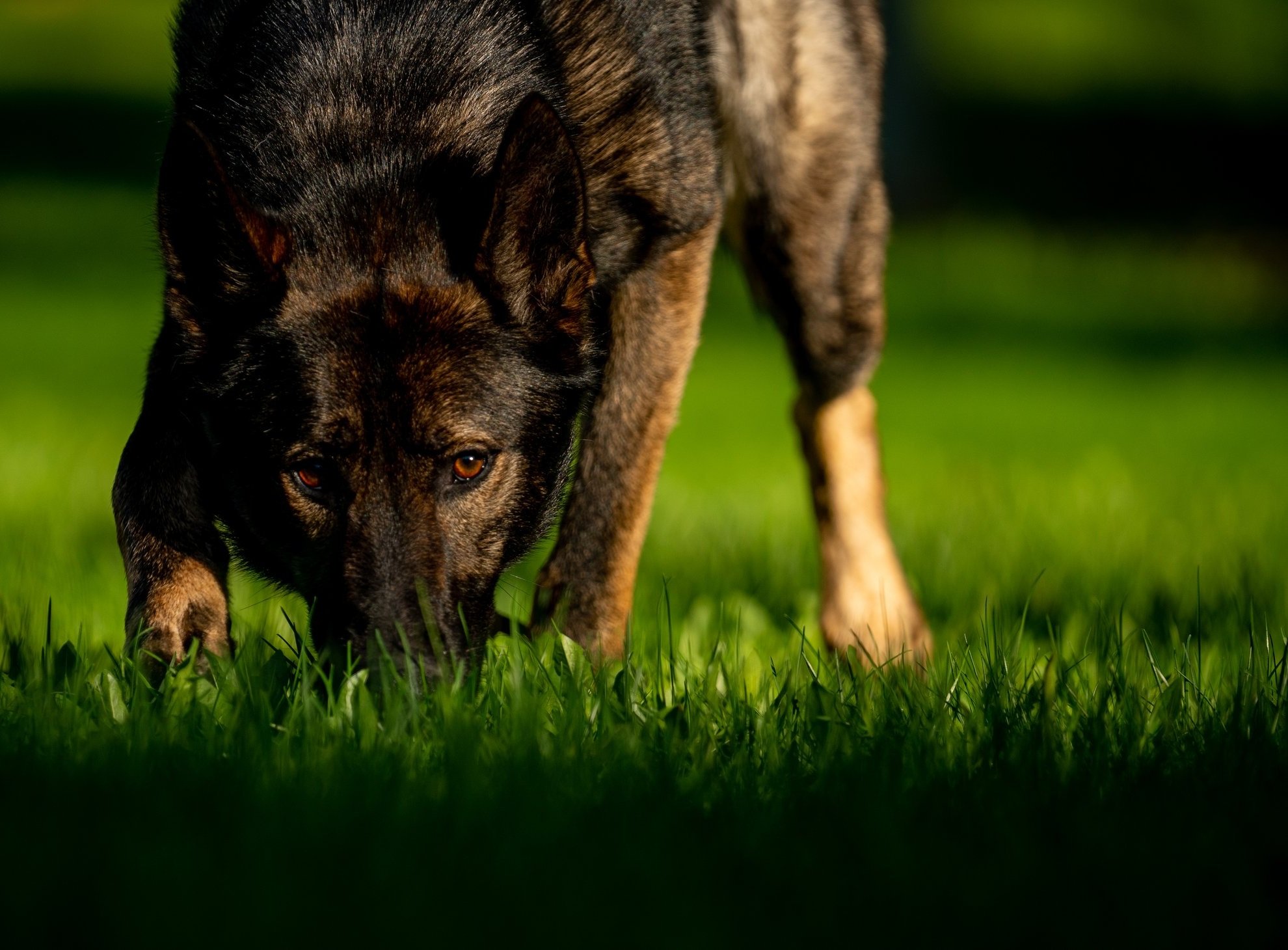 Programs — Divinity K9