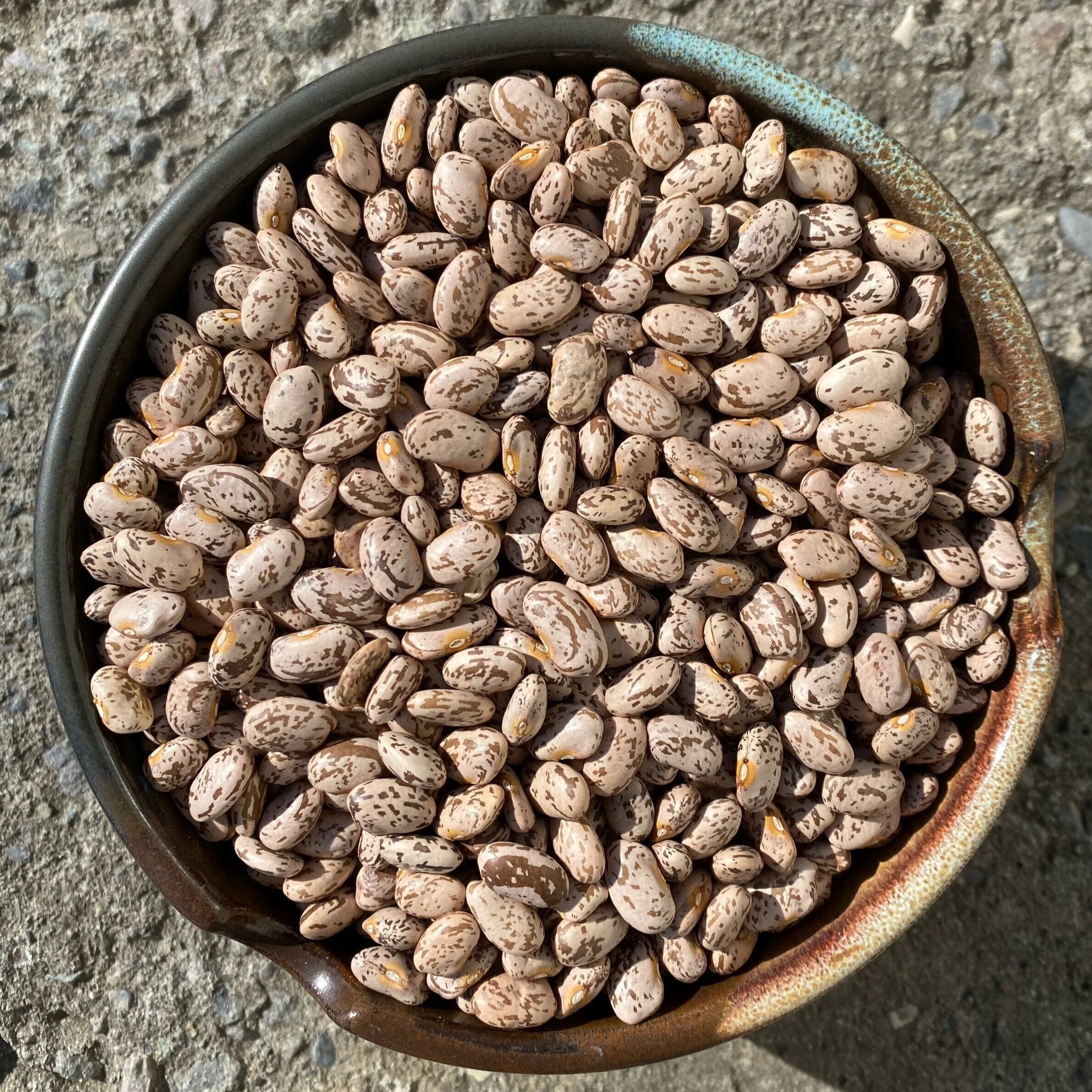 Shop — Seneca Grain & Bean