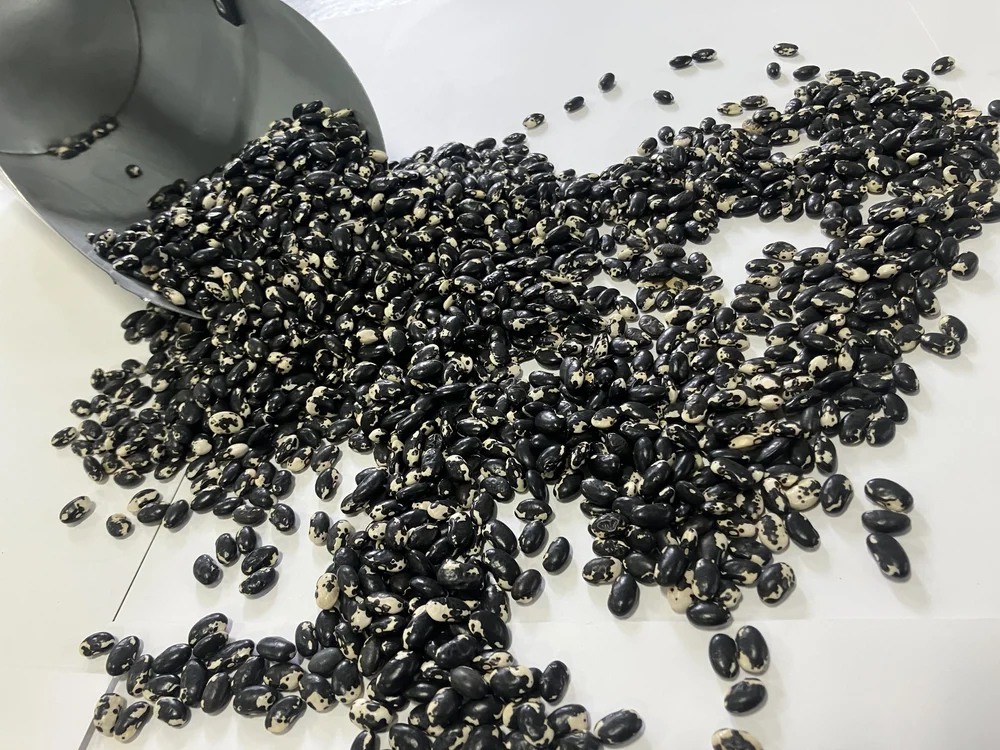 Shop — Seneca Grain & Bean