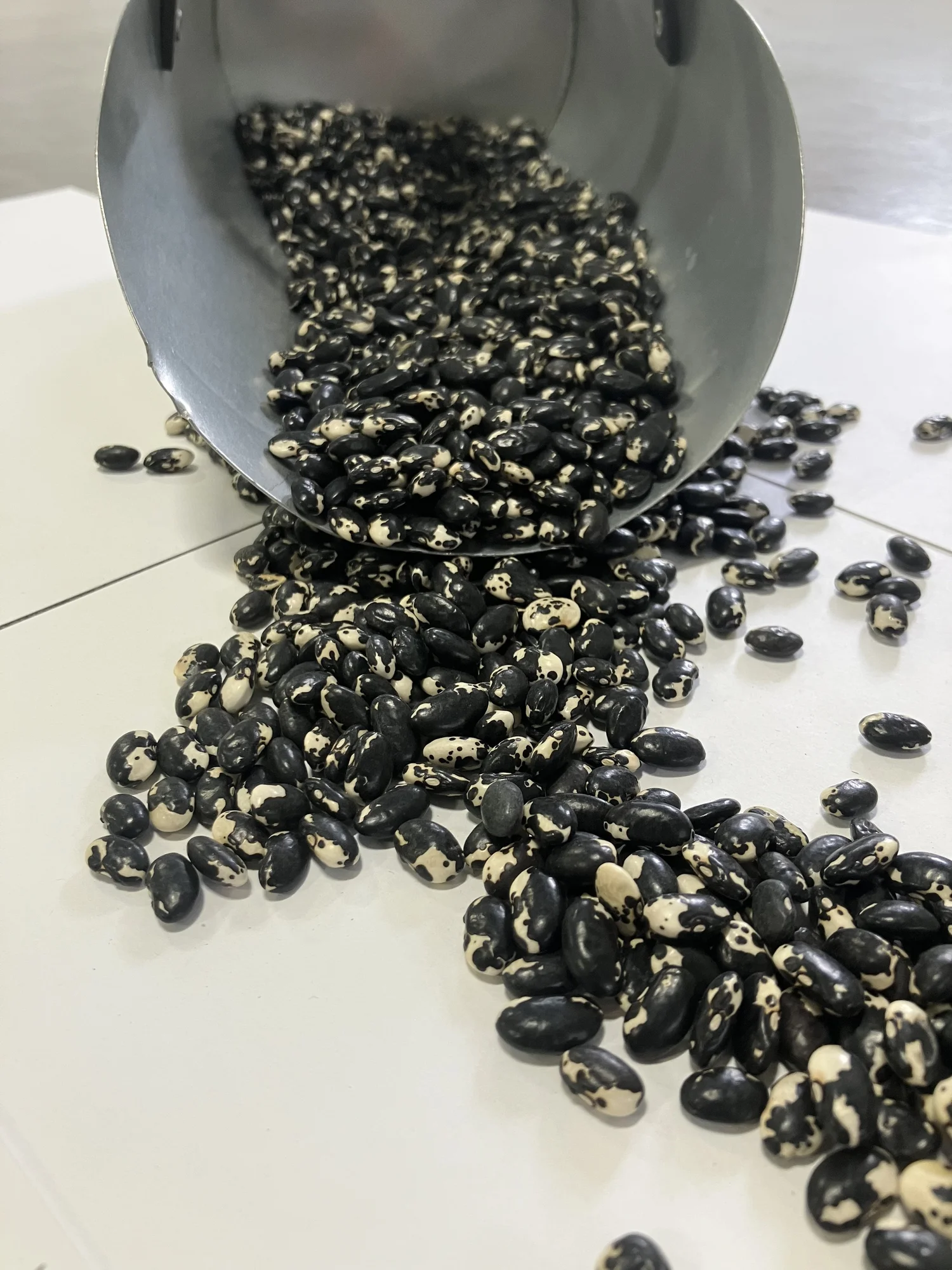 Shop — Seneca Grain & Bean