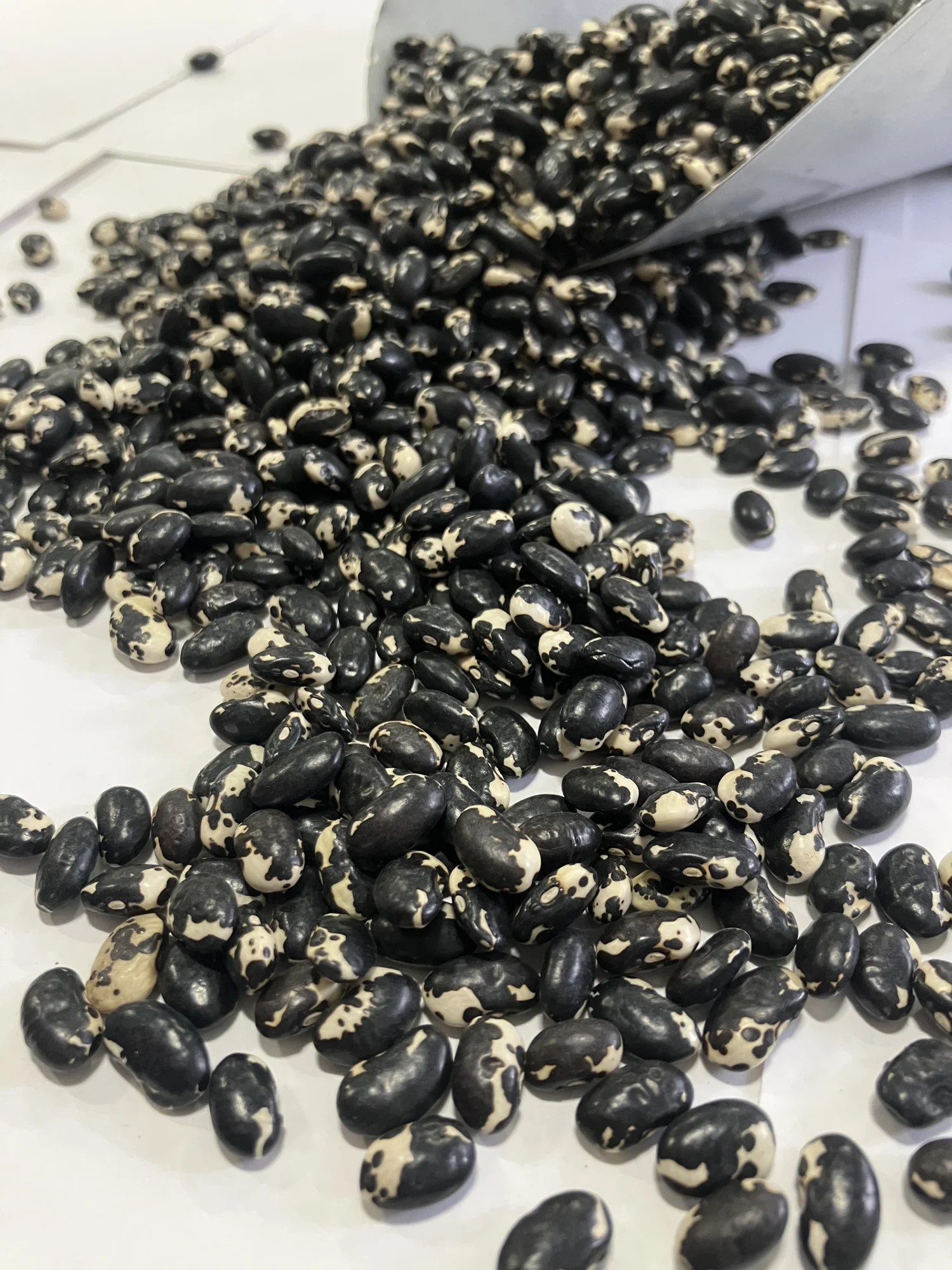 Shop — Seneca Grain & Bean