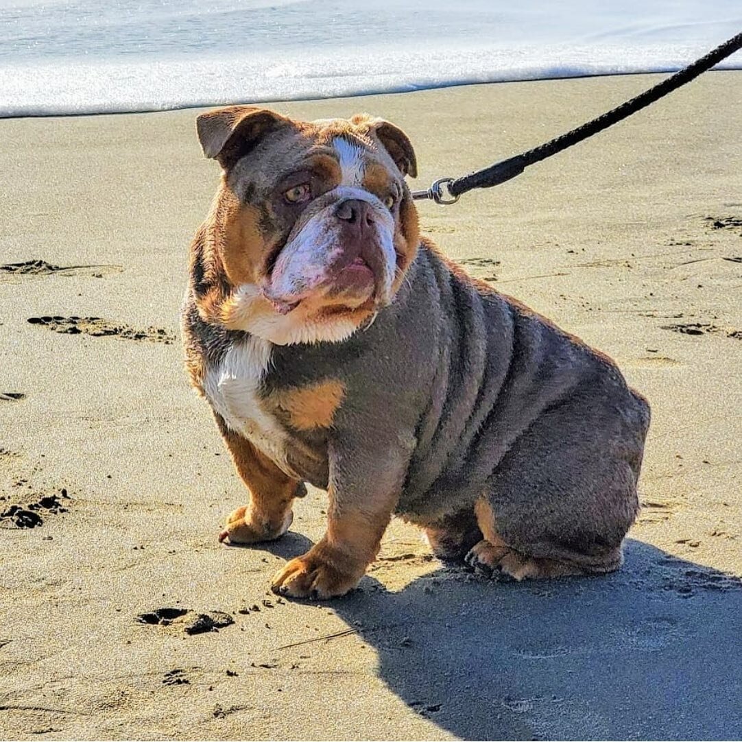 Mini English Bulldog Puppies For Adoption