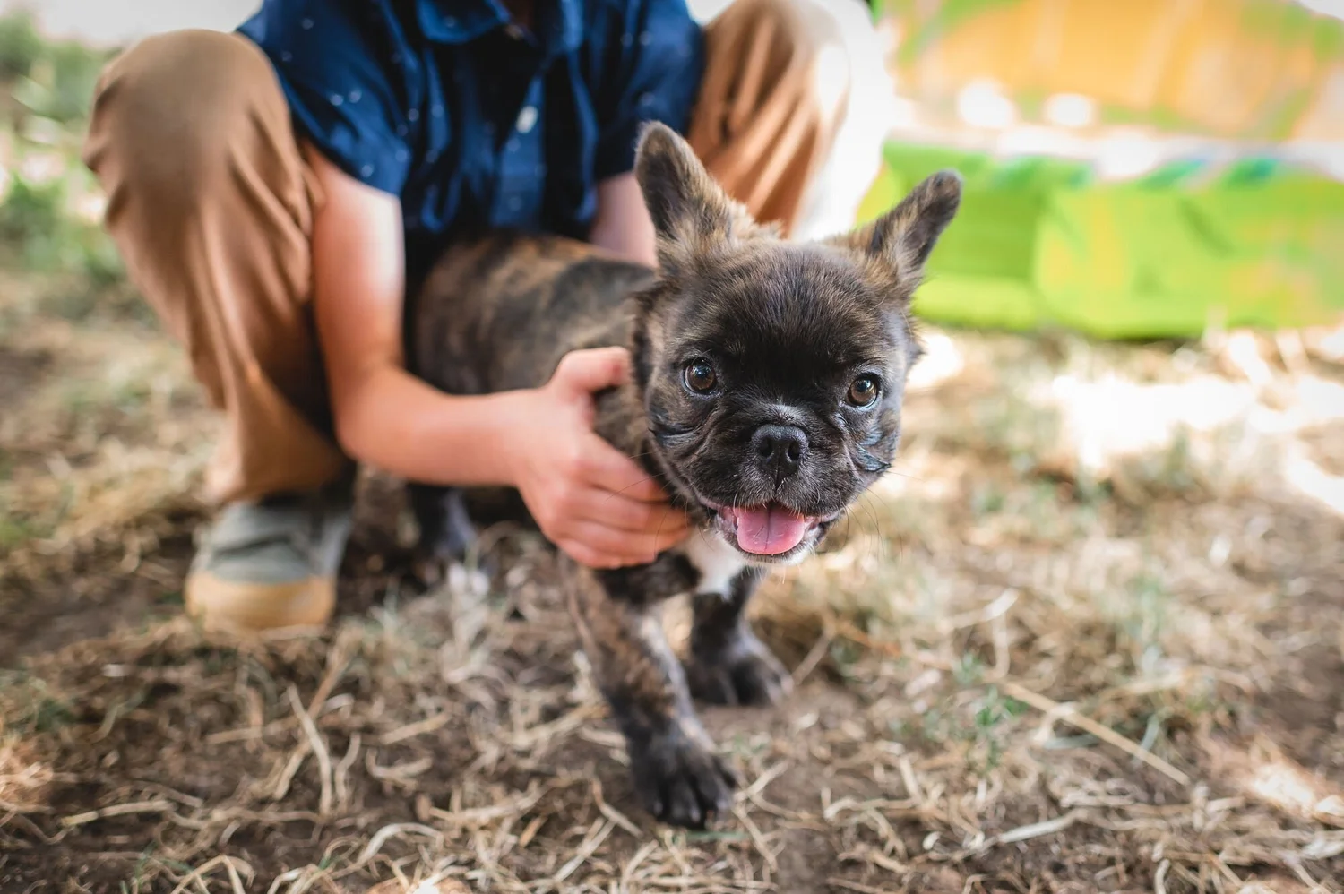 Sacto Frenchies