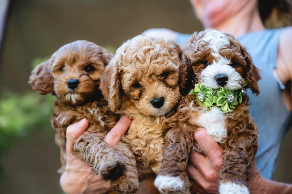 Goldendoodles — Sacto Frenchies