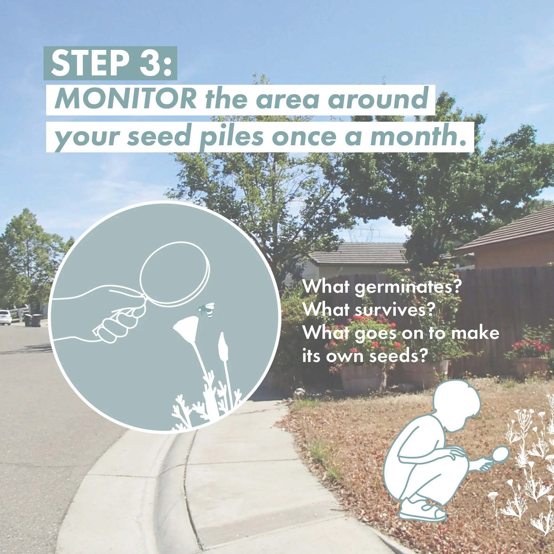 Seed Pile Project — Miridae Living Labs