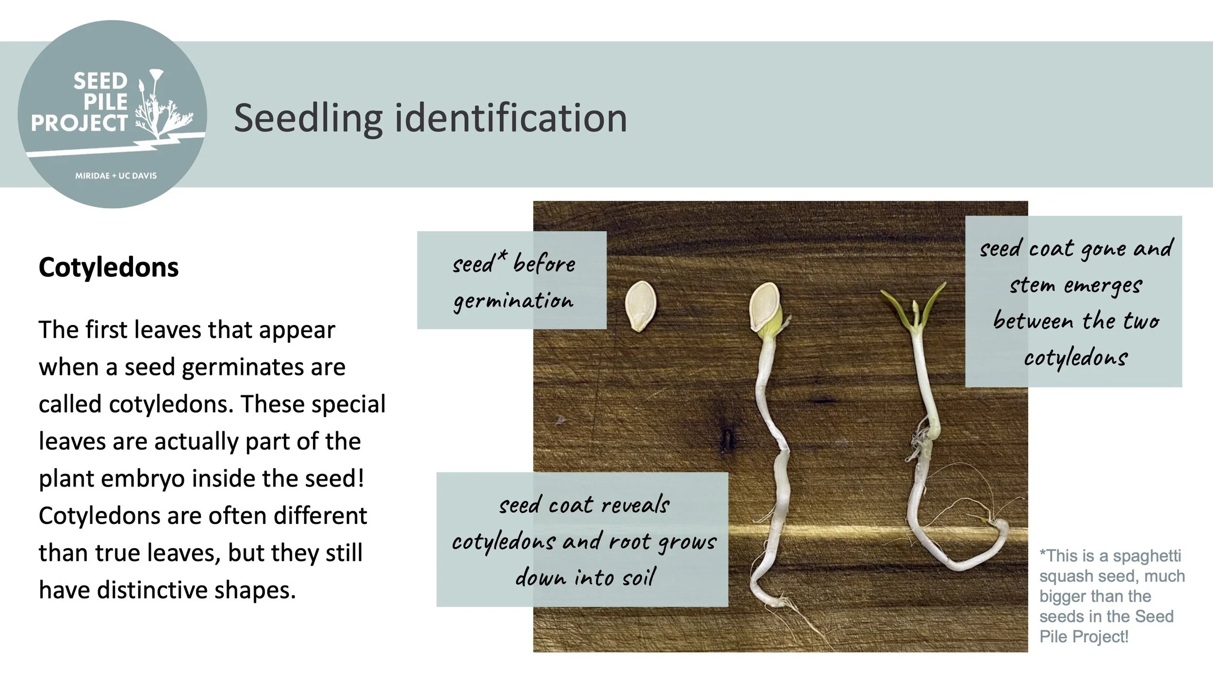 Seedling Identification Guide