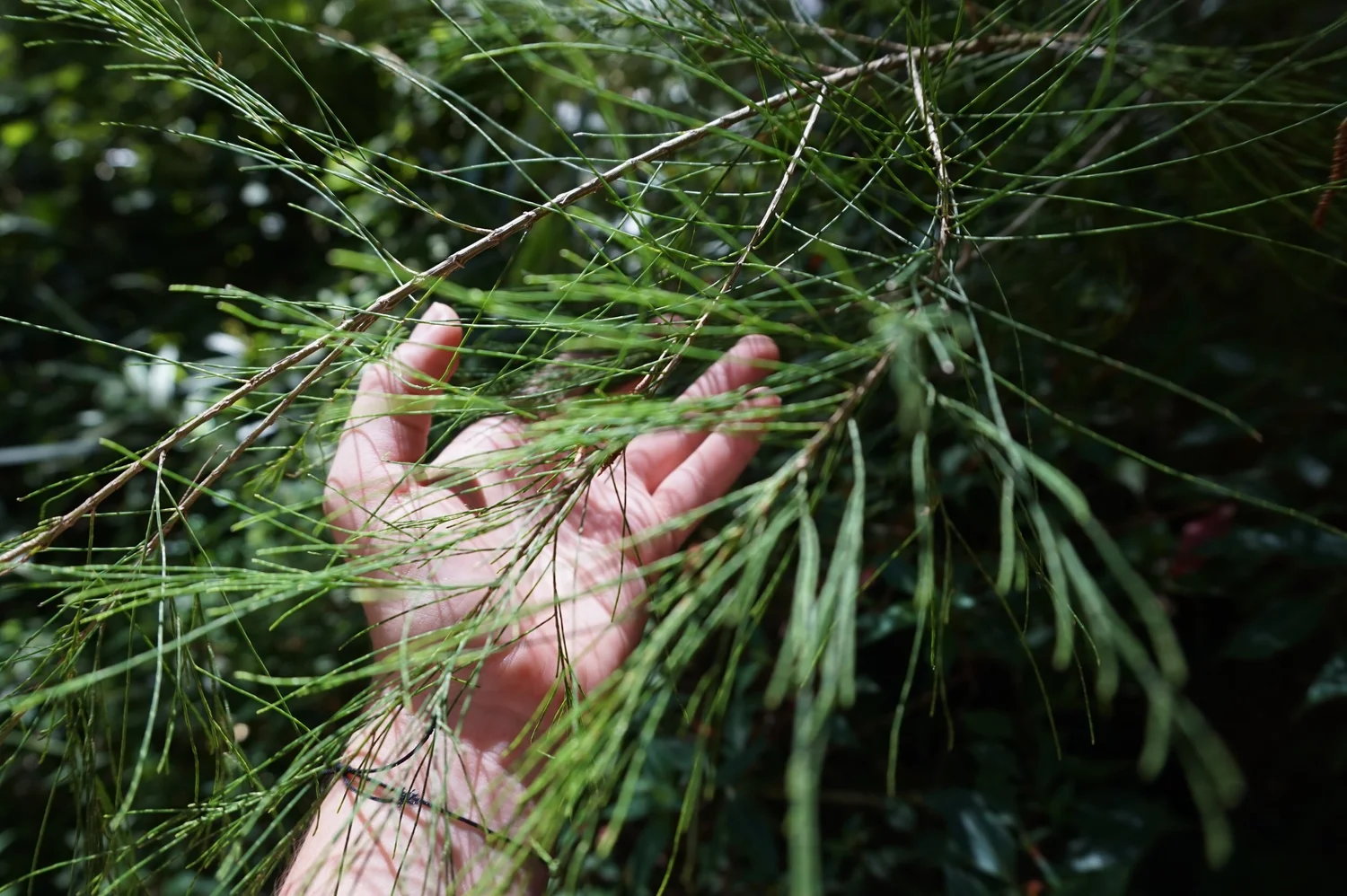 Online Forest Therapy Certification Program — The Forest Therapy School ...