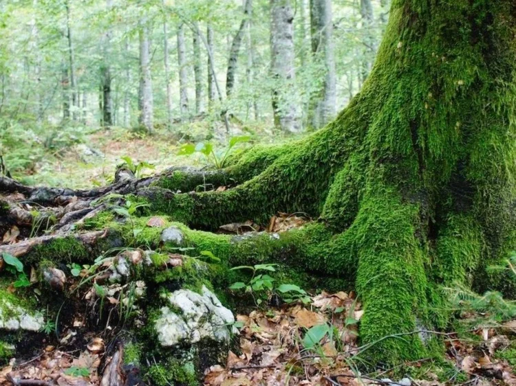 Curriculum Overview — The Forest Therapy School - Become a Certified ...