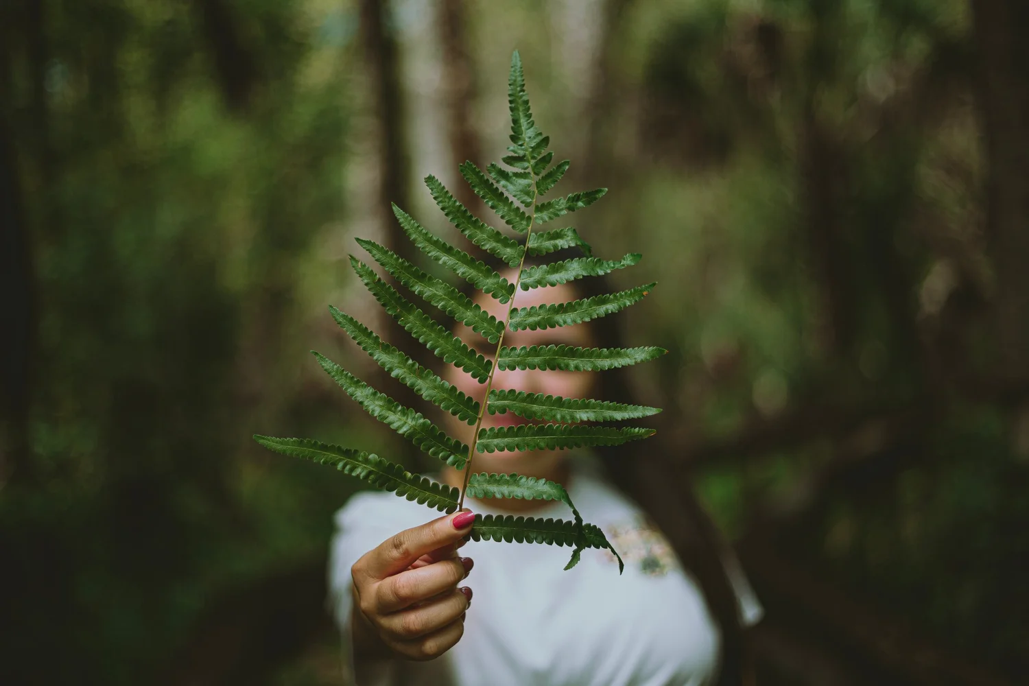 Online Forest Therapy Program — The Forest Therapy School - Become a ...