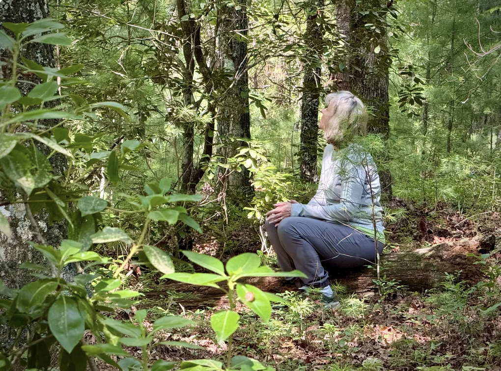The Forest Therapy School - Become a Certified Forest Therapy & Forest ...