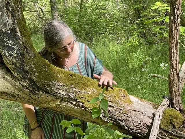 Curriculum Overview — The Forest Therapy School - Become a Certified ...