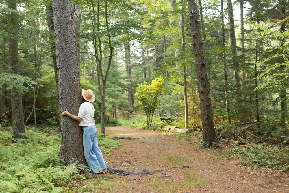 Online Forest Therapy Certification Program — The Forest Therapy School ...