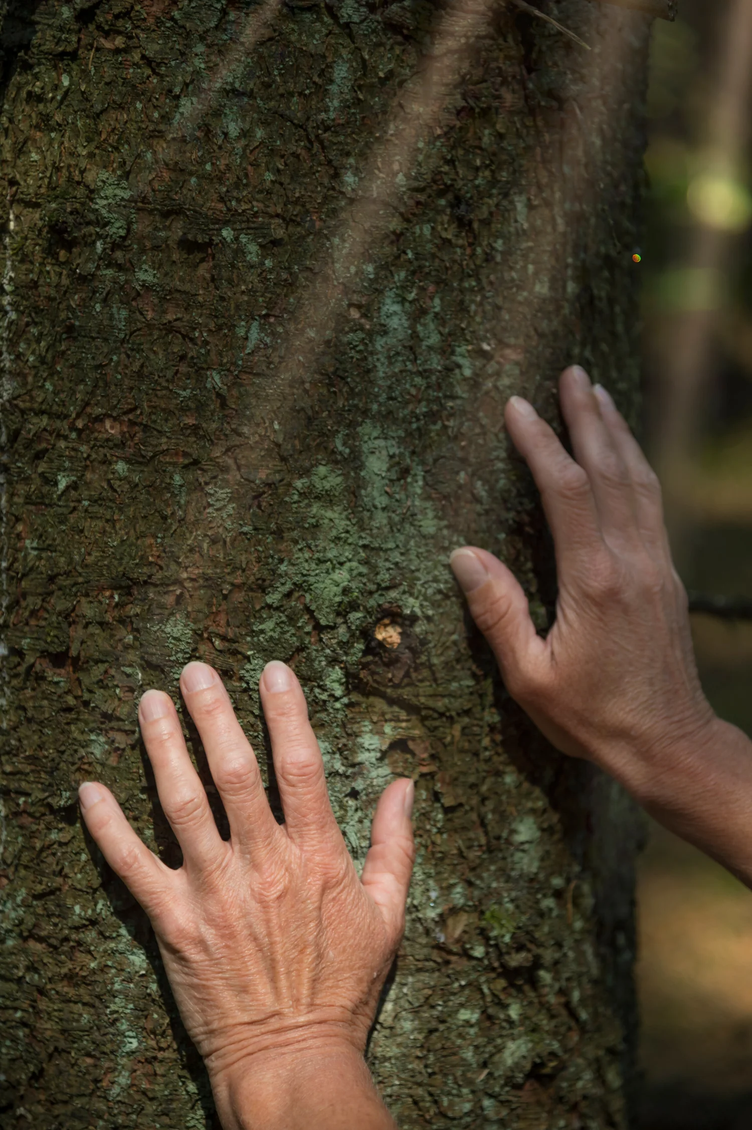 Online Forest Therapy Program — The Forest Therapy School