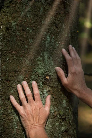 Online Forest Therapy Program — The Forest Therapy School