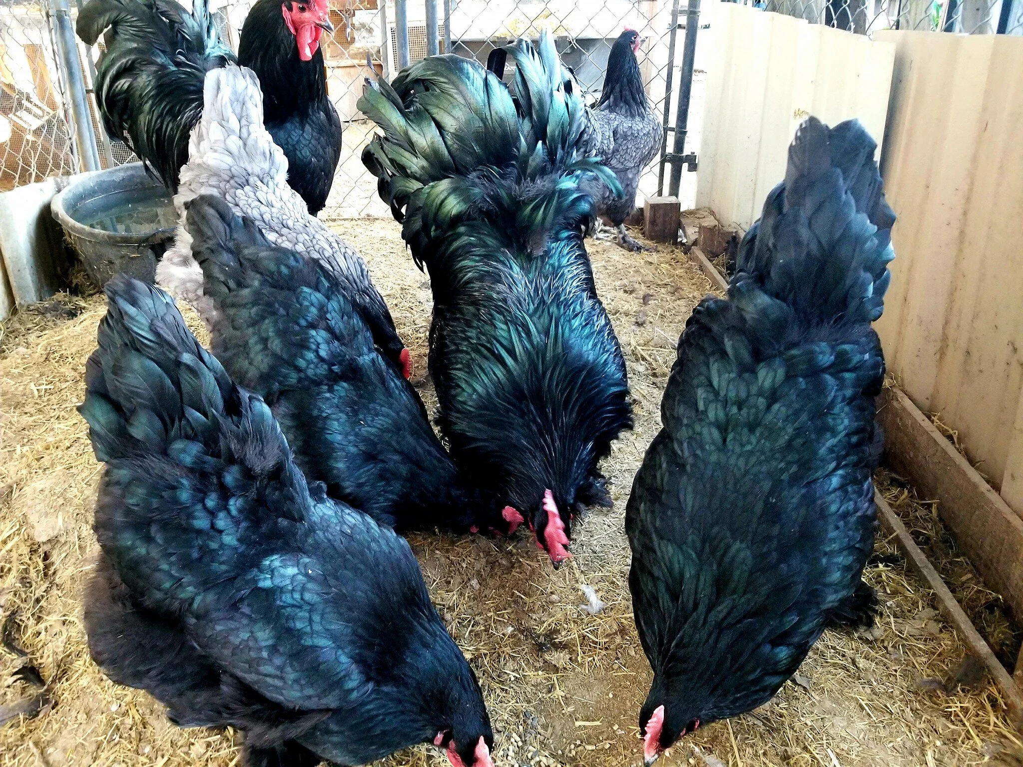 Blue Langshan Chicken