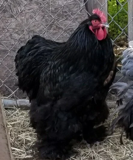 Gallery 1 — Bombshellchix