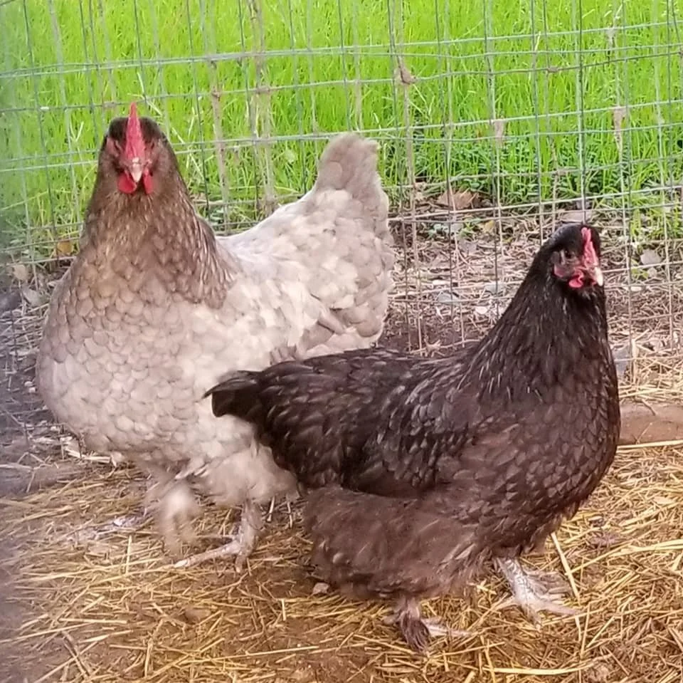 Gallery 1 — Bombshellchix