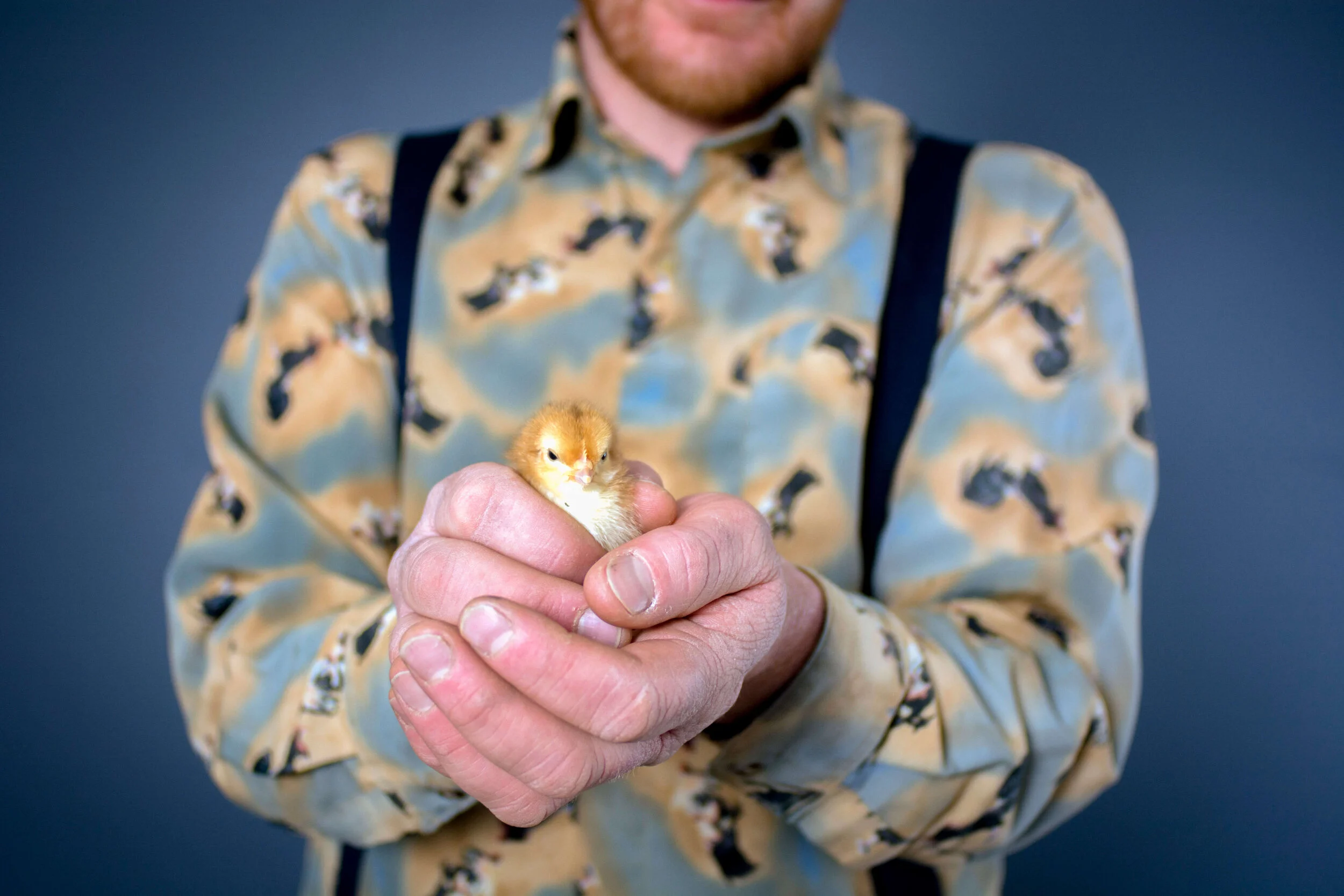 HATCH A CHICK PROGRAM