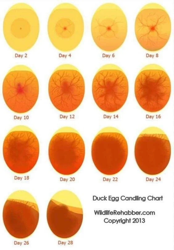 Hatch A Chick™ | Joy. Growth. Chickens.